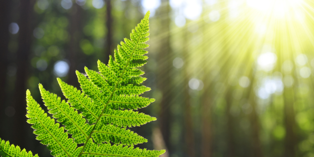 Legal Experts Defending Nature and Indigenous Sovereignty Law